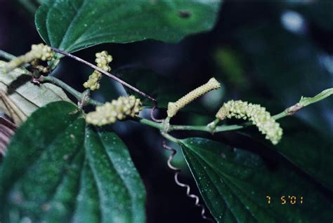 Piper Piperaceae