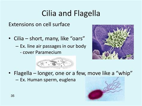 PPT CP BIO Chapter 7 Cell Structure And Function PowerPoint Presentation ID 6495932