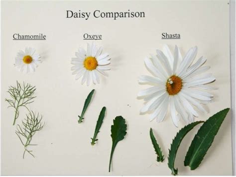 Get Wild A Tale Of Three Daisies SummitDaily