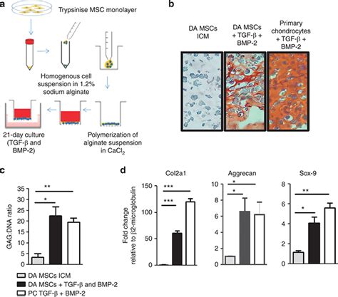 Confirmation Of Chondrogenic Differentiation In Three Dimensional