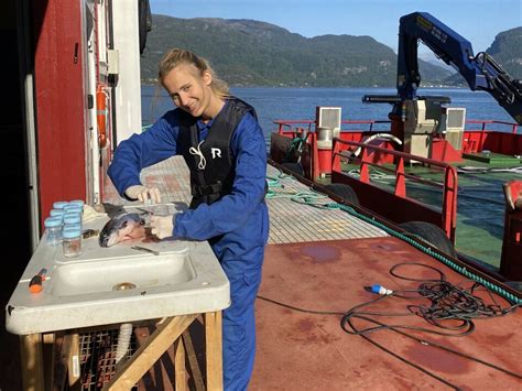 Fluer Fjørfe Og Fermenterte Frø Funker Som Fôr