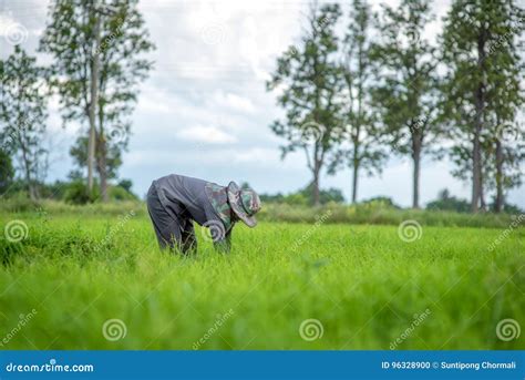Transplant Rice Seedlings In Rice Field Farmer Is Withdrawn Seedling