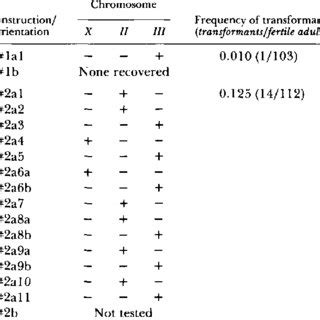 Results Of P Element Transformation Experiments Download Table