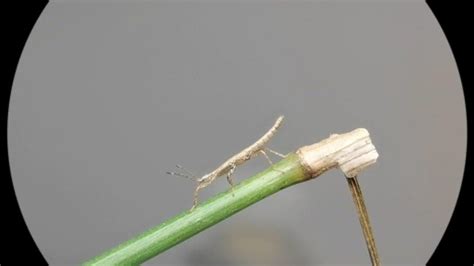 香港新棘䗛若虫，广州郊外最常见竹节虫之一，寄主植物各种蕨类高清1080p在线观看平台腾讯视频