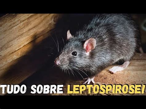 Leptospirose O Que Sintomas E Tratamento Youtube