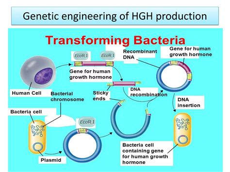 Insulin Production By Genetic Engineering Pptx