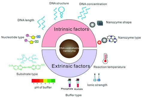 Diverse Factors That Affect The Regulation Of Ssdna On Nanozyme Activity Download Scientific
