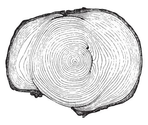 Tree Cross Section Vintage Illustration Stock Illustrations 246 Tree