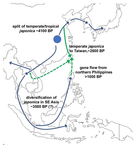 Teorya Ng Austronesian Sian Migration