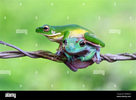 White Lipped Tree Frog And Dumpy Frog On Top Of Each Other On A Branch Stock Photo Alamy