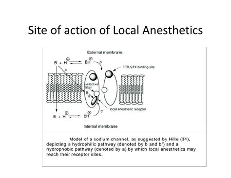 Local Anaesthetics And Their Propertiespdf