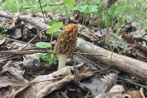 Tis The Season For Morel Hunting The Saturday Evening Post
