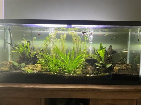 This Question Has Probably Been Asked A Lot But Will Shrimp Do Alright