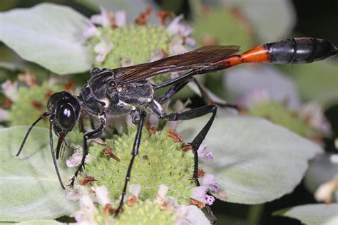 17 Different Types Of Wasps In Oregon