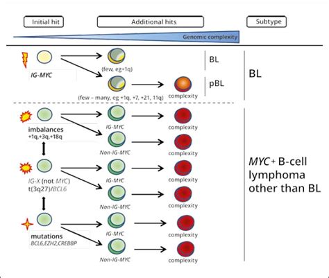Role Of Myc In Paediatric And Adult B Cell Lymphoma Patients Bjh