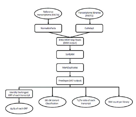 A Graphical Workflow Depicting The Major Steps That We Undertook In