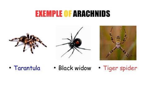 Arachnids And Myriapods
