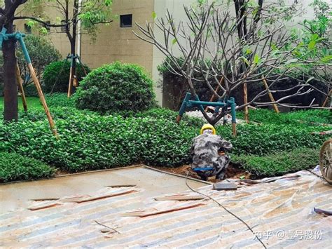 施工经验丨地被植物栽植的关键技巧 知乎