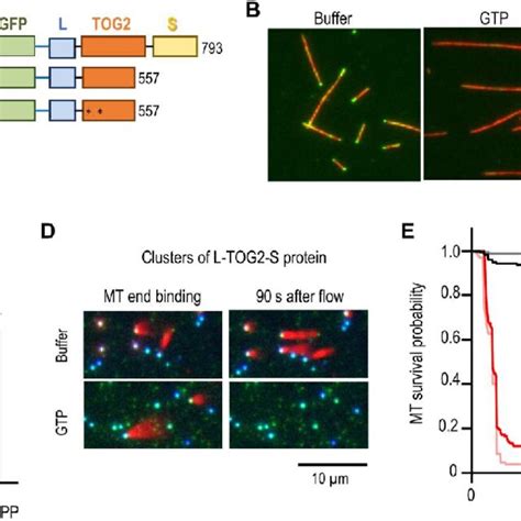 Probing The Role Of Tog2 Domain In Gtp Sensitive Microtubule End Download Scientific Diagram