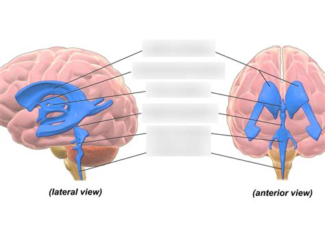 Ventriklar Diagram Quizlet
