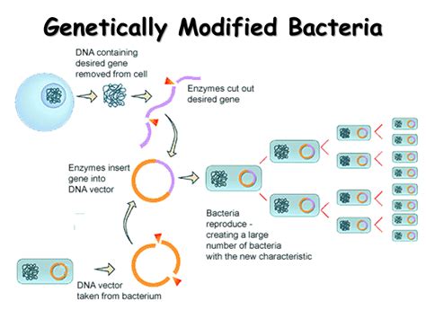 Modern Biotechnology Some Examples