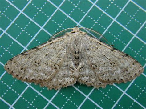 ニッコウエダシャク