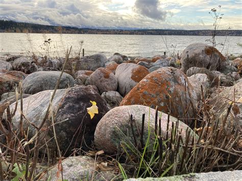 Aesthetic Experience Ecological Emotions And Fiction International