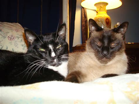 Thomas Rapheal By Aragornsparrow On Deviantart