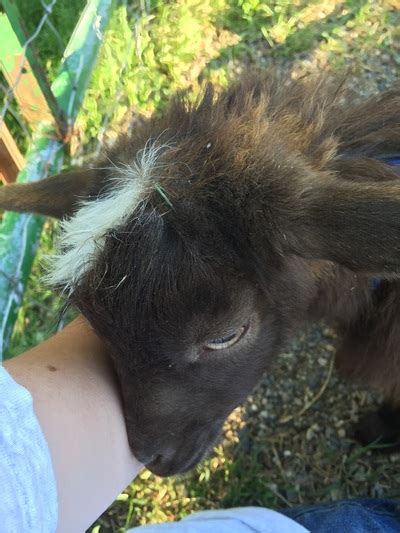 Myotonic And Mini Silky Fainting Goat Bucks Dos Cabras Ranch Mini