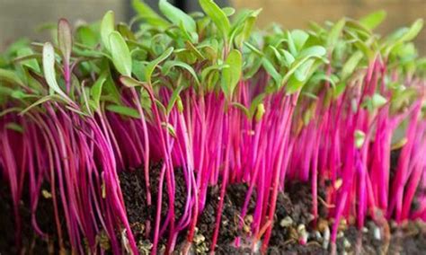 How To Grow Beet Microgreens In 6 Easy Steps