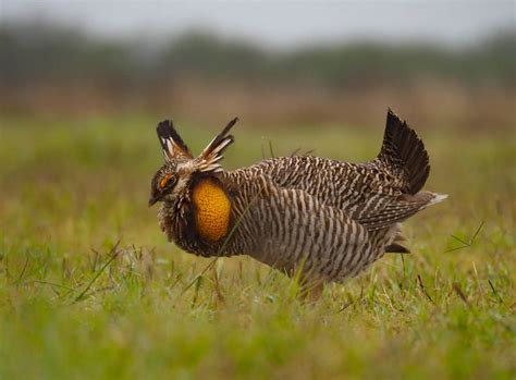 Mating Season Is Underway For Attwater Prairie Chickens Just Dont