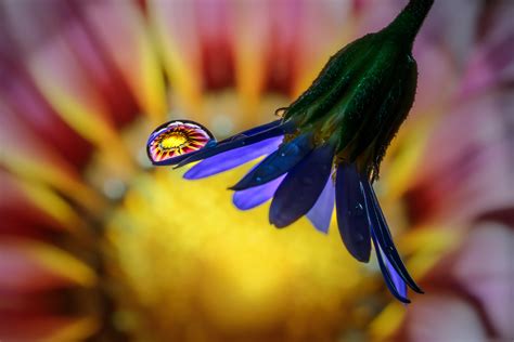 Flower Refraction Melody Mellinger On Fstoppers
