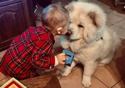 Simba Bb De Simba Et Punky Au Domaine De La Truffe Dor Facebook