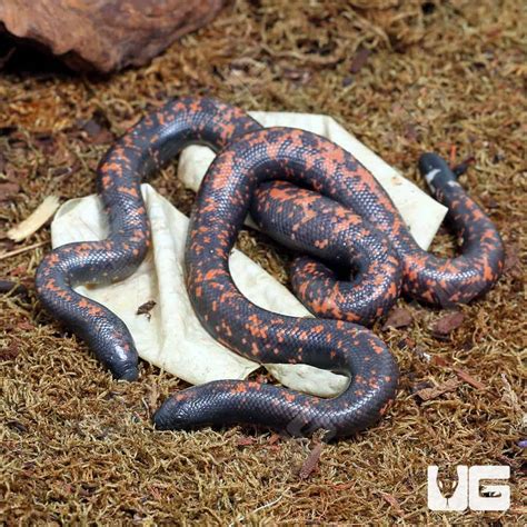 Pythons For Sale Underground Reptiles