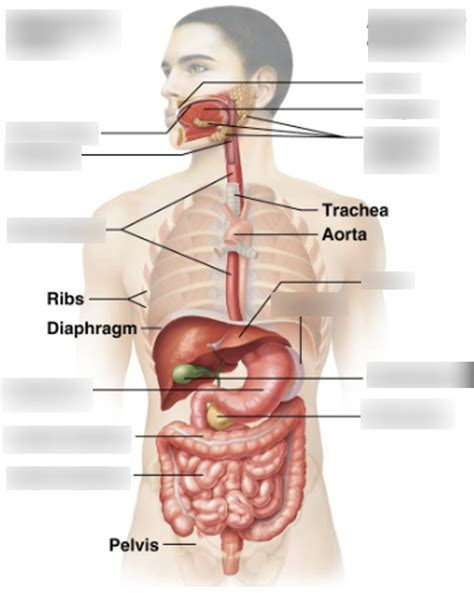 Exam 5 Digestive System Diagram Diagram Quizlet