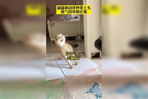 猫猫和同伴吵架上头被气得晕倒在地同伴猫猫