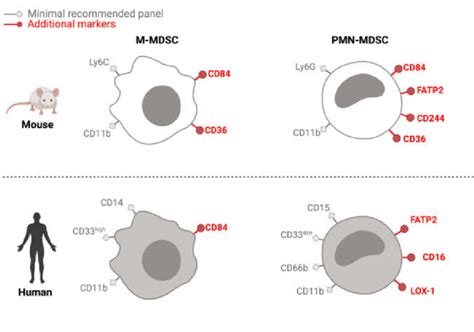 Phenotyping M Mdscs And Pmn Mdscs In Mice And Humans In Addition To