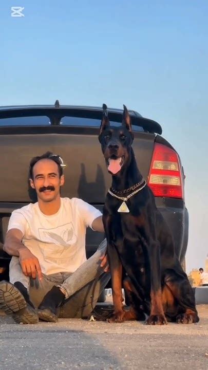 اجمد كلب دوبر مان في مصر Youtube