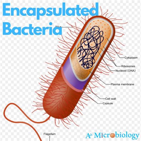 Encapsulated Bacteria Ask Microbiology