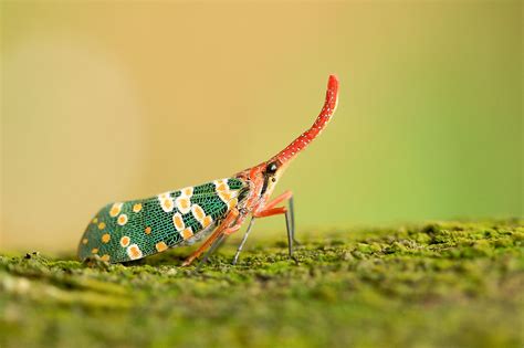 The Wonderful Lantern Bug