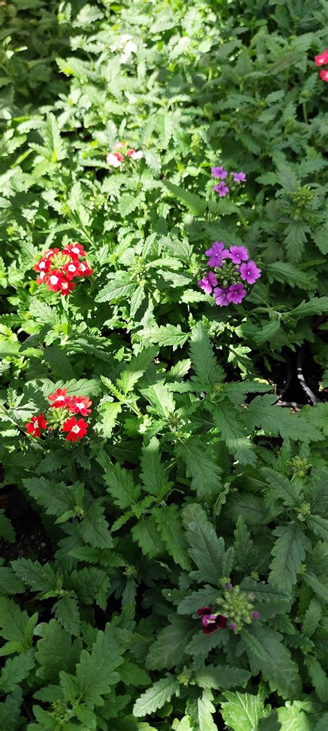 🍀 3 саксии ВЕРБЕНИ за 100 Расадник за цвеќиња „Славеви“