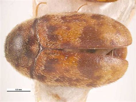 Trogoderma Sternale Wikiwand