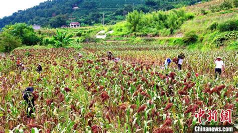 乡约福建高粱丰收映红致富路 荆楚网 湖北日报网