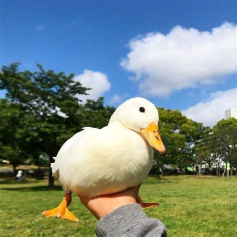 为什么现在越来越多的男生都喜欢微胖的女生呢？ 知乎