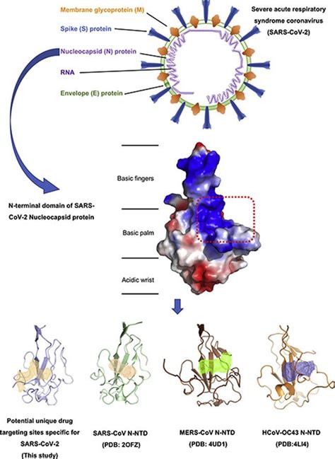 Crystal Structure Of Sars Cov 2 Nucleocapsid Protein Rna Binding Domain
