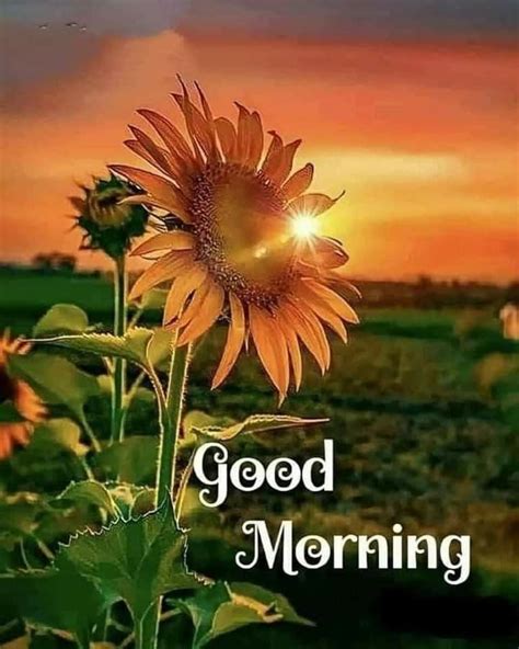 Hippie Hour Facebook