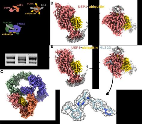 Cryo Em Structures Of Inhibitor Bound And Unbound Usp A Schematic