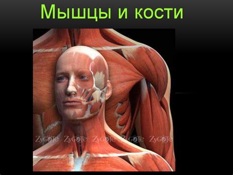 Мышцы и кости человека презентация онлайн