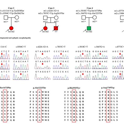 Figure E Genetic Characterization Of The Probands A Pedigrees Of The