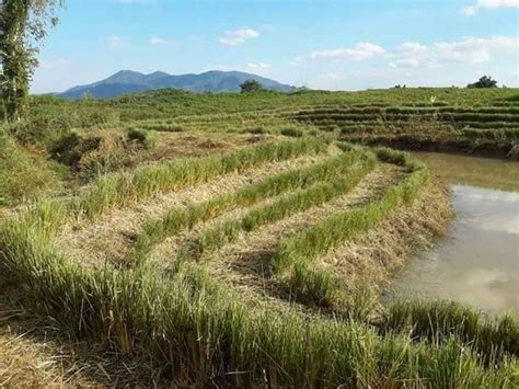 การปลูกหญ้าแฝกเพื่อป้องกันรักษาพื้น หญ้าแฝกและสวนไผ่วิชัย